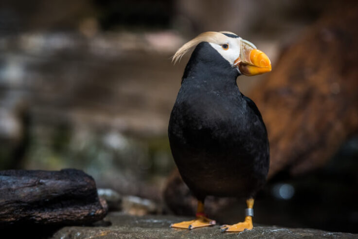 Birds with Crowns (Crests) - A Majestic Display of Feathers - AviBirds