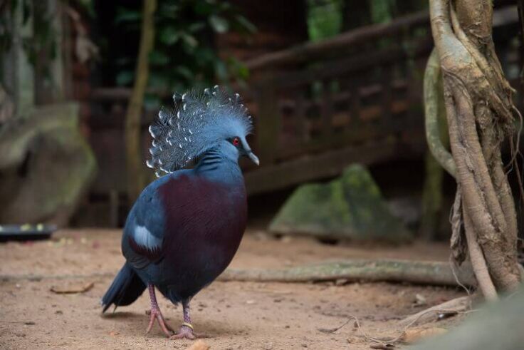 Birds with Crowns (Crests) - A Majestic Display of Feathers - AviBirds