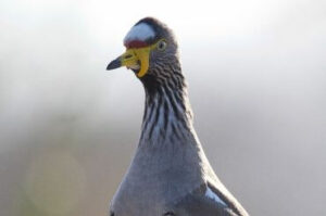 23 Types of Lapwings (With Pictures) - Avibirds.com