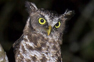 17 Species of Eagle-Owls (With Pictures) - AviBirds