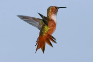 16 Hummingbirds in Arizona (With Pictures) - Avibirds.com