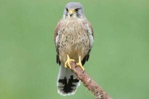 5 Falcons in Illinois (With Pictures) - AviBirds