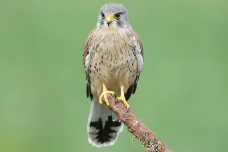 5 Falcons in Illinois (With Pictures) - AviBirds