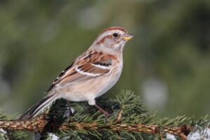 26 Sparrows in Colorado (With Pictures) - Avibirds.com