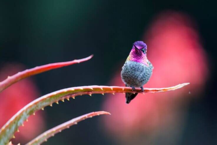 16 Hummingbirds in Arizona (With Pictures) - Avibirds.com