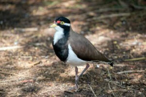 23 Types of Lapwings (With Pictures) - Avibirds.com