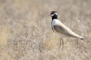 23 Types of Lapwings (With Pictures) - Avibirds.com
