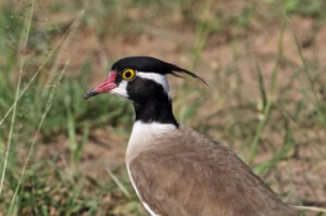 23 Types of Lapwings (With Pictures) - AviBirds
