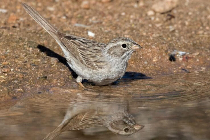 26 Sparrows in Colorado (With Pictures) - Avibirds.com