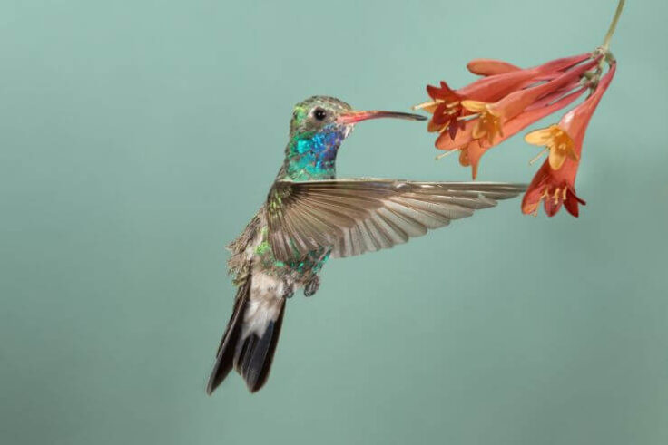 16 Hummingbirds in Arizona (With Pictures) - Avibirds.com