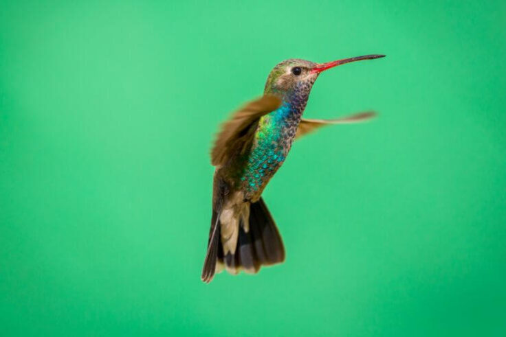 16 Hummingbirds in Arizona (With Pictures) - Avibirds.com