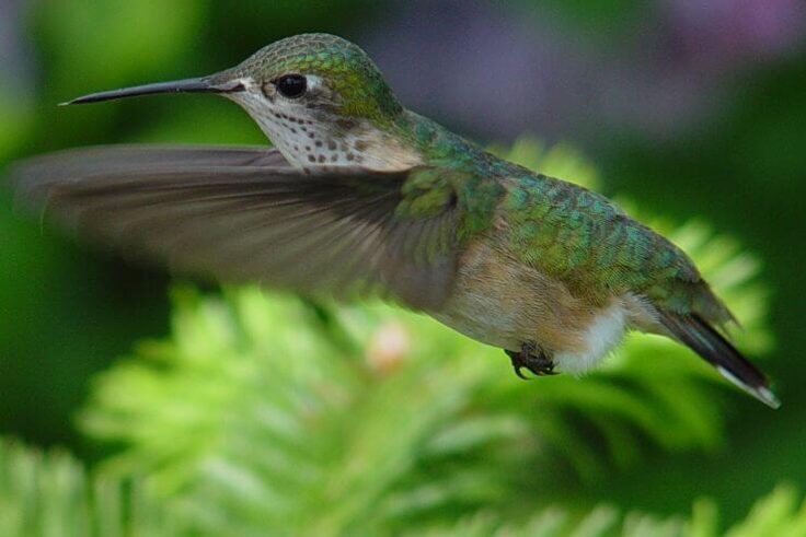 16 Hummingbirds in Arizona (With Pictures) - Avibirds.com