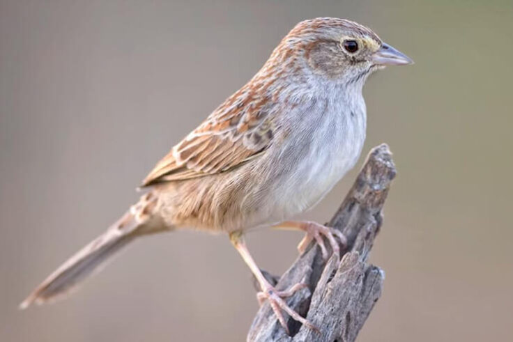 26 Sparrows in Colorado (With Pictures) - Avibirds.com