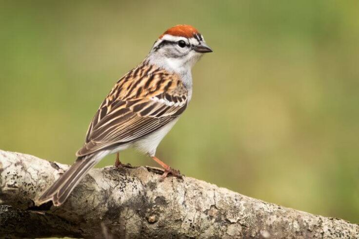 26 Sparrows in Colorado (With Pictures) - Avibirds.com
