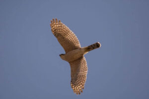 8 Hawks in New Hampshire (With Pictures) - Avibirds.com