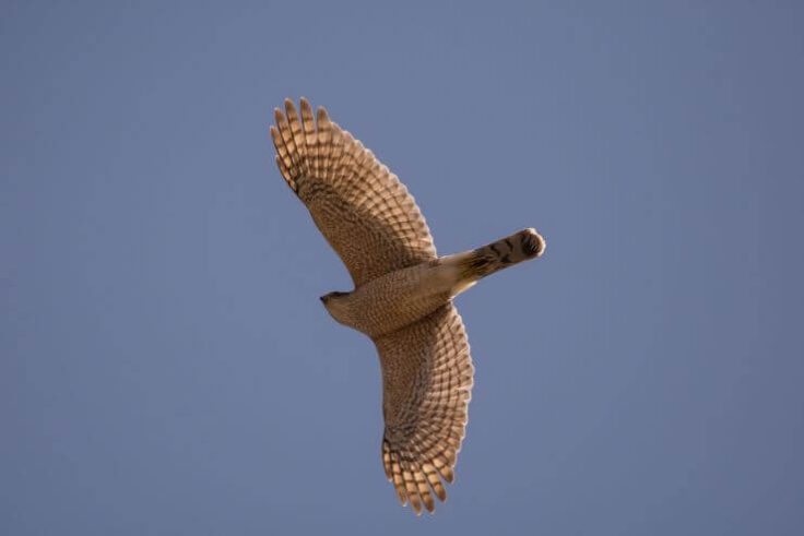 8 Hawks in New Hampshire (With Pictures) - AviBirds