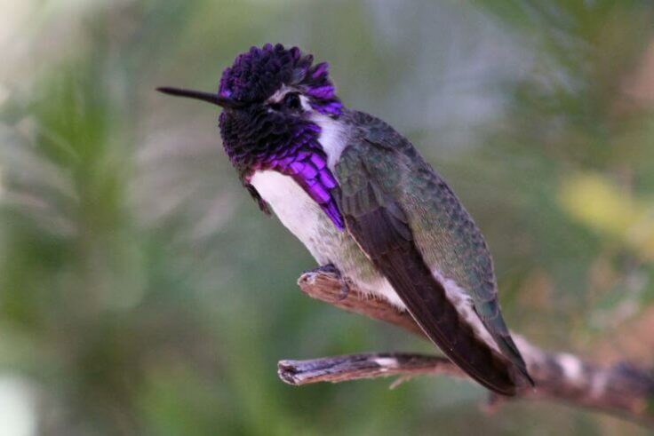 16 Hummingbirds in Arizona (With Pictures) - Avibirds.com