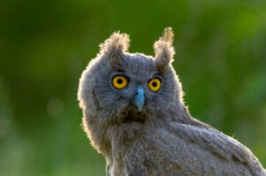17 Species of Eagle-Owls (With Pictures) - AviBirds
