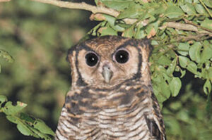 17 Species of Eagle-Owls (With Pictures) - Avibirds.com