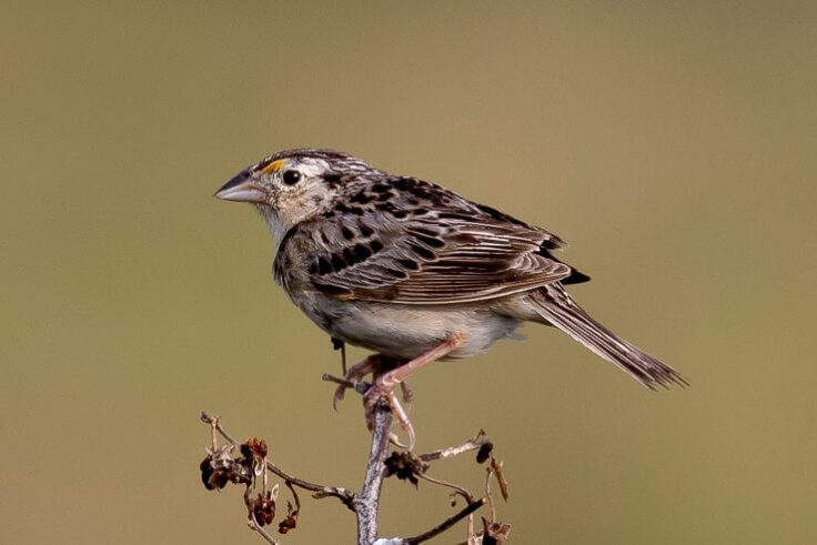 26 Sparrows in Colorado (With Pictures) - Avibirds.com