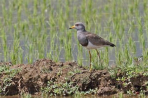 23 Types of Lapwings (With Pictures) - AviBirds