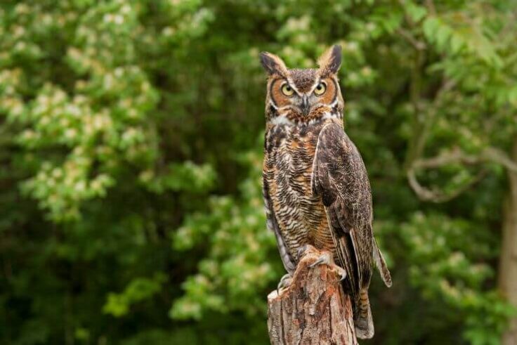 9 Owls in Nevada (With Pictures) - AviBirds