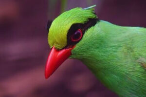 Magpies Birds - The Singing Storytellers of the Corvidae