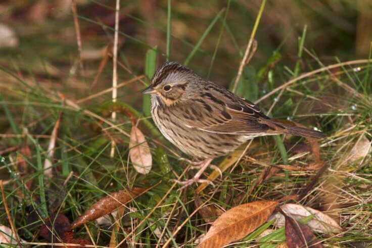 26 Sparrows in Colorado (With Pictures) - Avibirds.com