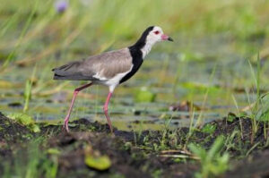 23 Types of Lapwings (With Pictures) - Avibirds.com