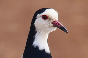 23 Types of Lapwings (With Pictures) - AviBirds