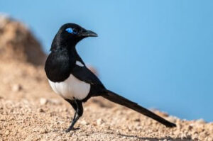 Magpies Birds - The Singing Storytellers of the Corvidae