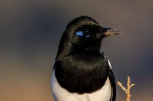Magpies Birds - The Singing Storytellers of the Corvidae
