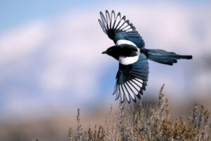 Magpies Birds - The Singing Storytellers of the Corvidae
