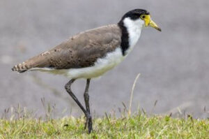 23 Types of Lapwings (With Pictures) - Avibirds.com