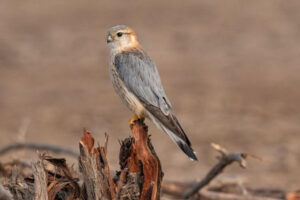 5 Falcons in Illinois (With Pictures) - AviBirds
