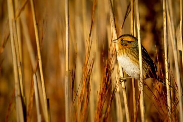 26 Sparrows in Colorado (With Pictures) - Avibirds.com