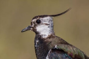 23 Types of Lapwings (With Pictures) - AviBirds