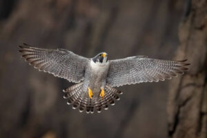 5 Falcons in Illinois (With Pictures) - Avibirds.com