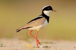 23 Types of Lapwings (With Pictures) - AviBirds