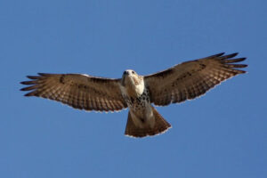 8 Hawks in New Hampshire (With Pictures) - Avibirds.com