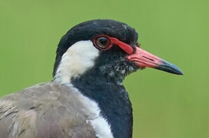23 Types of Lapwings (With Pictures) - Avibirds.com