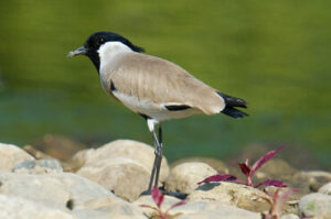 23 Types of Lapwings (With Pictures) - Avibirds.com