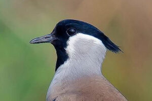 23 Types of Lapwings (With Pictures) - Avibirds.com