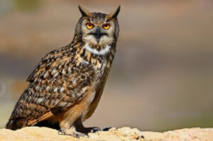 17 Species of Eagle-Owls (With Pictures) - AviBirds