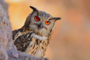 17 Species of Eagle-Owls (With Pictures) - AviBirds