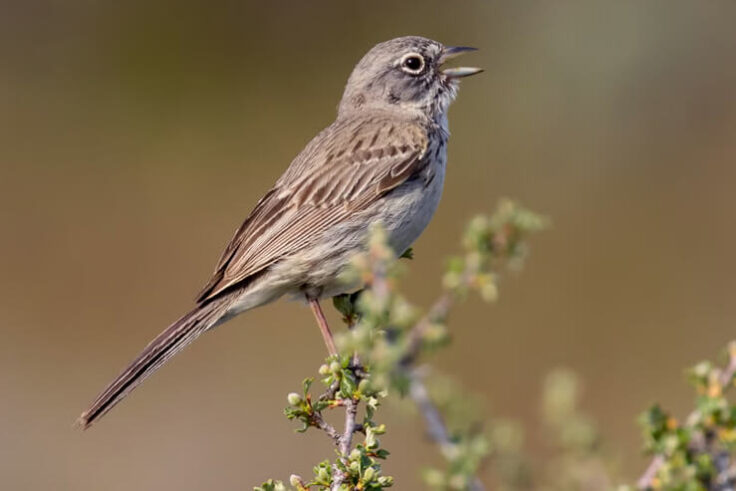 26 Sparrows in Colorado (With Pictures) - Avibirds.com