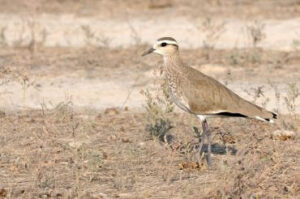 23 Types of Lapwings (With Pictures) - Avibirds.com