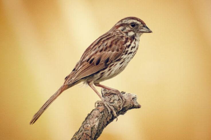 26 Sparrows in Colorado (With Pictures) - Avibirds.com