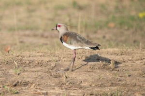 23 Types of Lapwings (With Pictures) - Avibirds.com