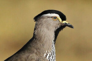 23 Types of Lapwings (With Pictures) - AviBirds